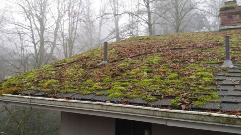 How Do I Get Moss Off My Roof? – Clearly Amazing
