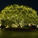 Clearly Amazing - Professional Holiday and Christmas Light Installation